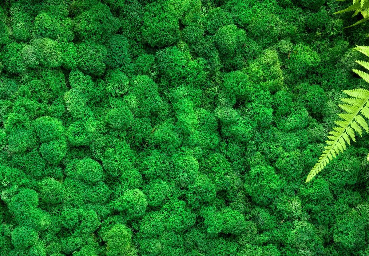 Tendencias en revestimientos ecológicos: opciones innovadoras y ...